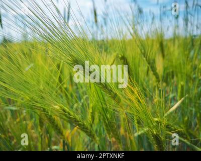 Gerstenfeld im Land Brandenburg, Deutschland Stock Photo - Alamy