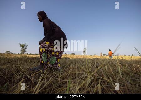 A woman wearing an Islamic veil harvests rice in her rice paddy in ...
