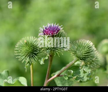 Klette, Grosse, arctium lappa, ist eine wichtige Heilpflanze mit lila ...