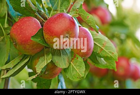 Take a bite of natures bounty. Juicy red apples hanging on a tree Stock Photo - Alamy