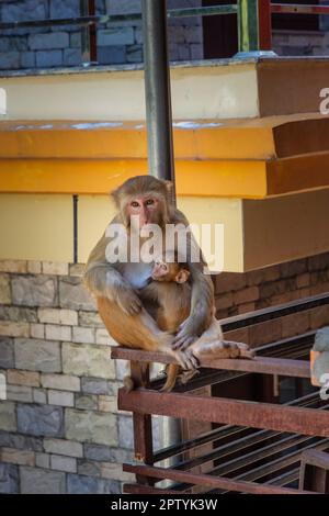 India, Uttarakhand, Rishikesh, Rhesus Macaques monkeys. Mother and ...