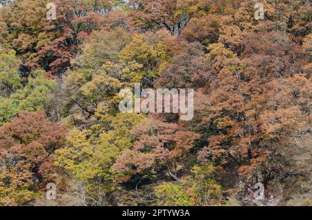 Broadleaf forest in autumn. Nikko National Park. Tochigi Prefecture ...