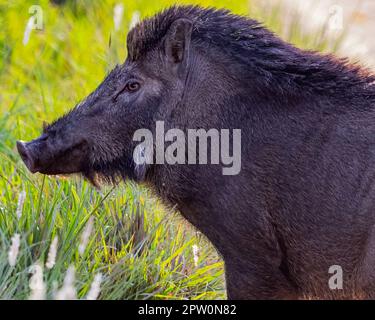 Wild boar close up in the autumn forest Stock Photo - Alamy