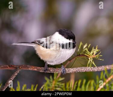 A small black-capped white-eye on a tree branch Stock Photo - Alamy