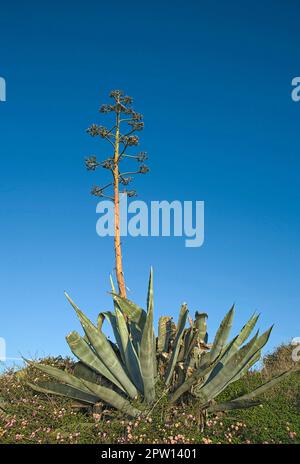 Agave plant with mast and large rosette. Faro district cliffs, Lagos ...