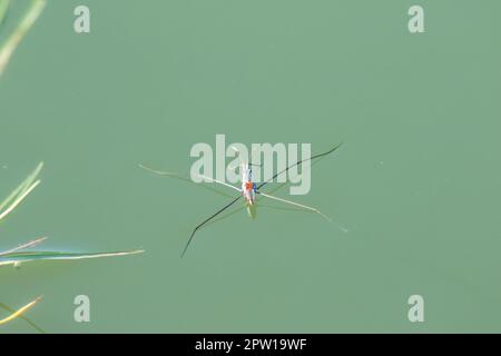 Water Striders is an insect with 6 legs. It has 1 pair of long antennae ...