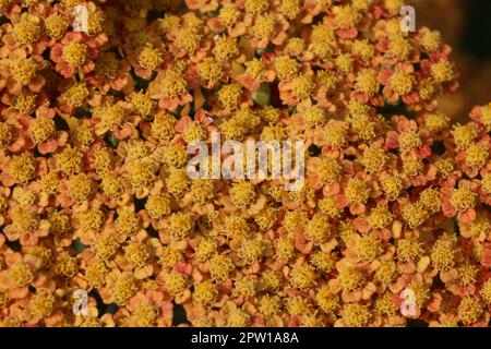 Orange ornamental yarrow, Achillea of unknown species and variety ...