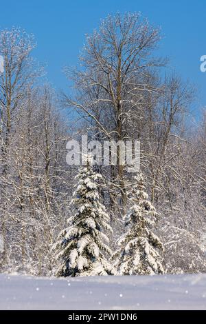 Winter scene in northern Wisconsin Stock Photo - Alamy