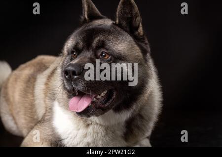 American akita young dog muzzle portrait with tongue hanging out Stock ...