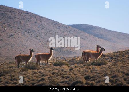 Herd of guanacos (Lama guanicoe) spotted in the steppes of ...