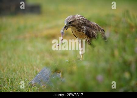 Common buzzard feeding on small mammal Stock Photo - Alamy