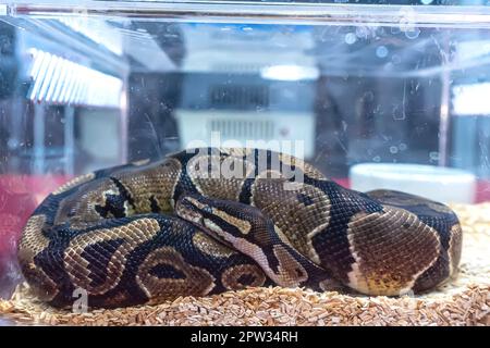 Ball python in the glass cabinet waiting to be sold. It's a popular pet ...