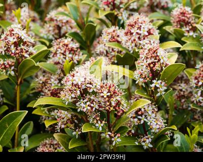 Massed flower heads of the spring flowering evergreen shrub, Skimmia ...