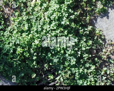 clover aka trefoil plant scientific name Trifolium Stock Photo - Alamy