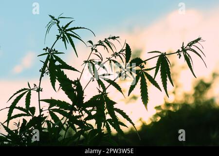 marijuana close-up of thick foliage, drug, medicinal plant Stock Photo ...