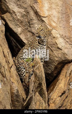 Leopard stands by cave mouth looking right Stock Photo - Alamy