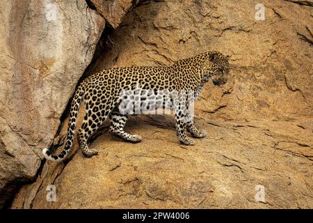 Leopard stands on sheer rock looking down Stock Photo - Alamy