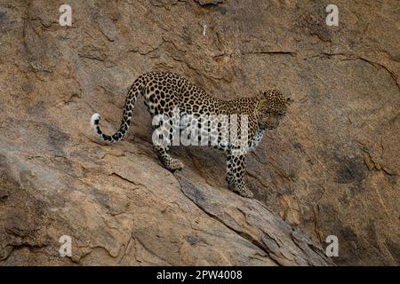 Leopard stands on sheer rock looking down Stock Photo - Alamy