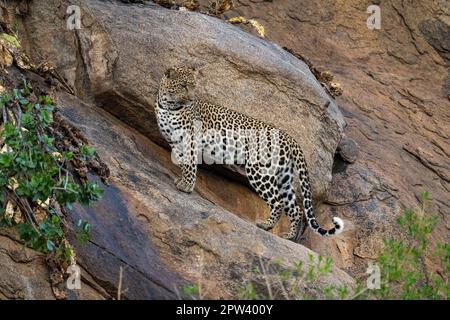 Leopard stands on sloping rock watching camera Stock Photo - Alamy