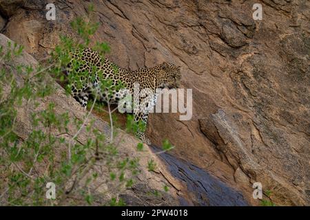 Leopard stands on steep rockface looking below Stock Photo - Alamy