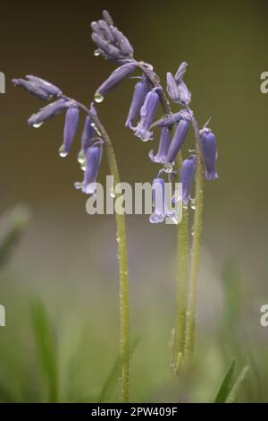 Bluebell flowers - Close ups Stock Photo - Alamy