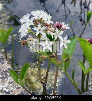 Feverwort, Triosteum, Rosthorni, is an aquatic and medicinal plant with ...