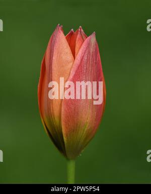 Wildtulpen sind die Vorfahren moderner Gartentulpen. Wild tulips are the ancestors of modern ...