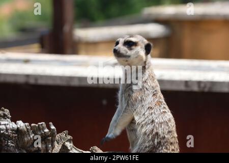 beautiful watchful watchful watching ledge safari wild animal zoo Stock ...