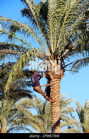 Man harvesting dates on palm tree. Worker gathering dates growing on ...
