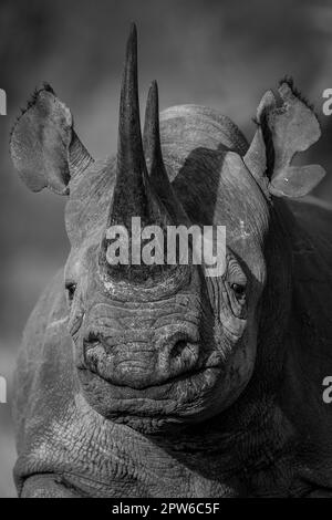Mono close-up of black rhino watching camera Stock Photo - Alamy