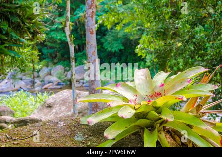 Large Marmorata Bromeliad Plant (bromelia quesnelia), Urban or Tropical ...