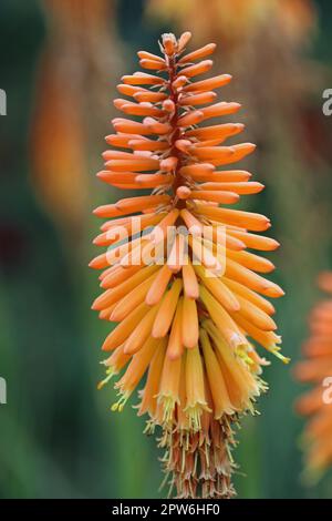 Orange red hot poker, Kniphofia unknown species and variety, flower ...