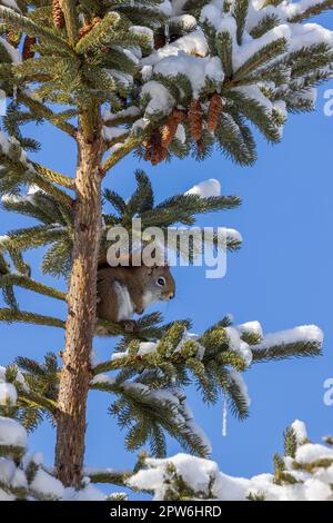 Red squirrel in northern Wisconsin Stock Photo - Alamy
