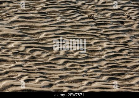 Wavy pattern in the surface of the silt, sand and mud in the Wadden Sea ...