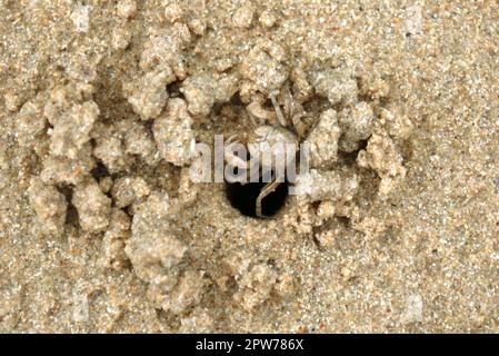 Sand bubbler crab (Dotilla sulcata) entering its burrow on the beach of ...