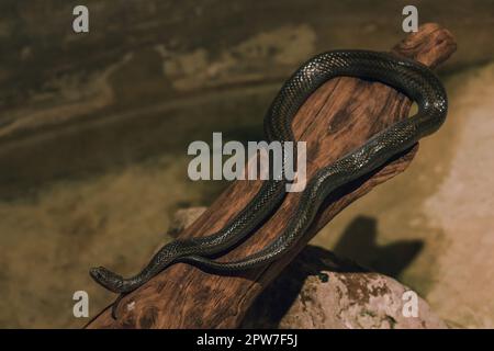 Enhydris enhydris is a small type of poisonous snake that lives mainly ...