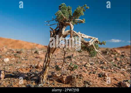 A small saxaul tree, a scrubby tree best adapted to the dry desert ...