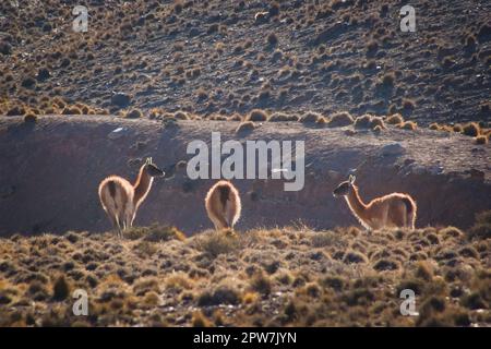 Young guanacos (Lama guanicoe) spotted in the steppes of Villavicencio ...