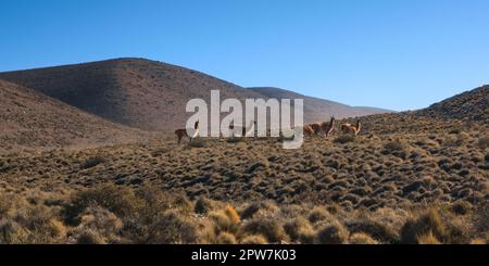 Herd of guanacos (Lama guanicoe) spotted in the steppes of ...