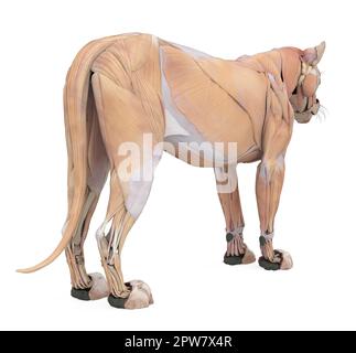 Lion Muscles Anatomy Isolated Stock Photo - Alamy