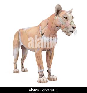 Lion Muscles Anatomy Isolated Stock Photo - Alamy