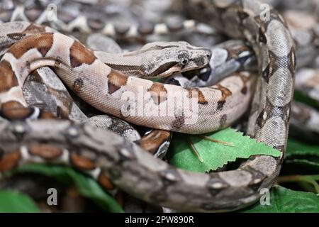Unteruhldingen Am Bodensee, Germany. 28th Apr, 2023. Renate Hug ...