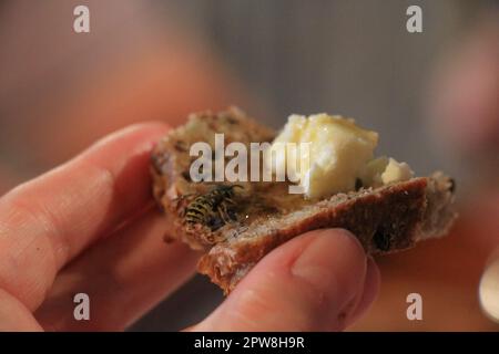 Bee farm in Lithuania, Europe Stock Photo - Alamy