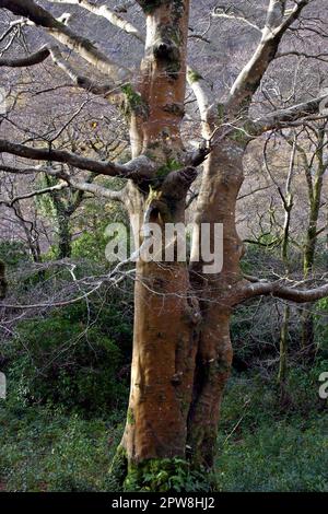 Forest, Doolough Valley, County Mayo, Ireland Stock Photo - Alamy