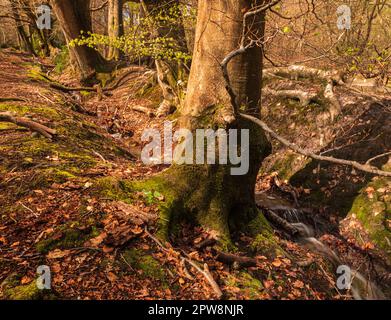 Ancient earthworks in Broadstone Warren woodland Ashdown Forest east ...