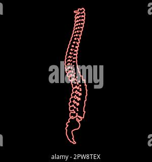 Neon spinal vertebral column spine backbone red color vector ...