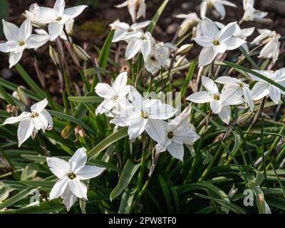 The pure white starry flowers of the early flowering Ipheion 'Alberto ...