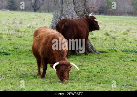 Rare breed, RED RUBY DEVON CATTLE at Kingston Lacy estate, Dorset UK in ...