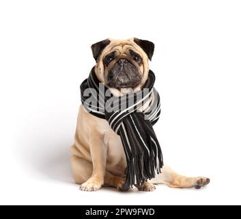 Cute pug dog with warm scarf isolated on white background Stock Photo ...