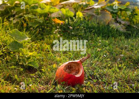 Red kuri squash eaten by an animal in autumn in a garden, seeds are ...